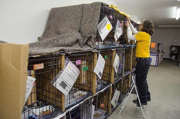 Kennel Worker Job Description, Duties, Skills & Career Path | Jinn